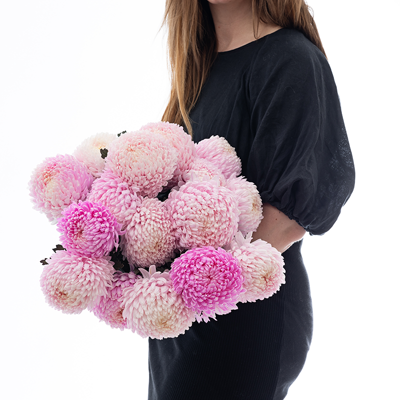 Chrysanthemum Mums | Flora Blume